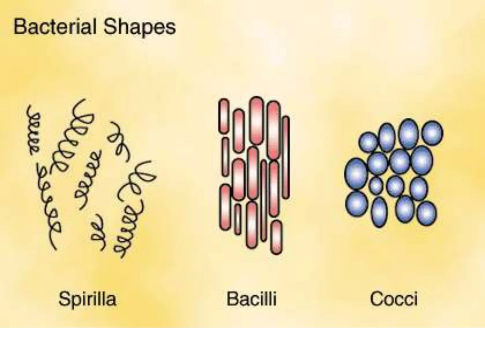 bacterial cell structure and anatomy in bacteriology book | PPTX