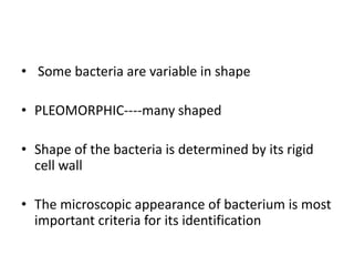 bacterial cell structure and anatomy in bacteriology book | PPTX