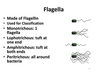 bacterial cell structure and anatomy in bacteriology book | PPT