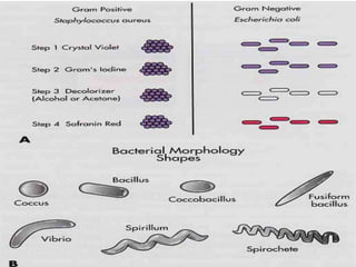 bacterial cell structure and anatomy in bacteriology book | PPTX