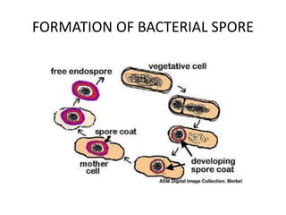 bacterial cell structure and anatomy in bacteriology book | PPTX
