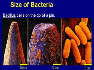 bacterial cell structure and anatomy in bacteriology book | PPTX