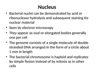 BACTERIAL ANATOMY.pptx bacterial structure | PPTX