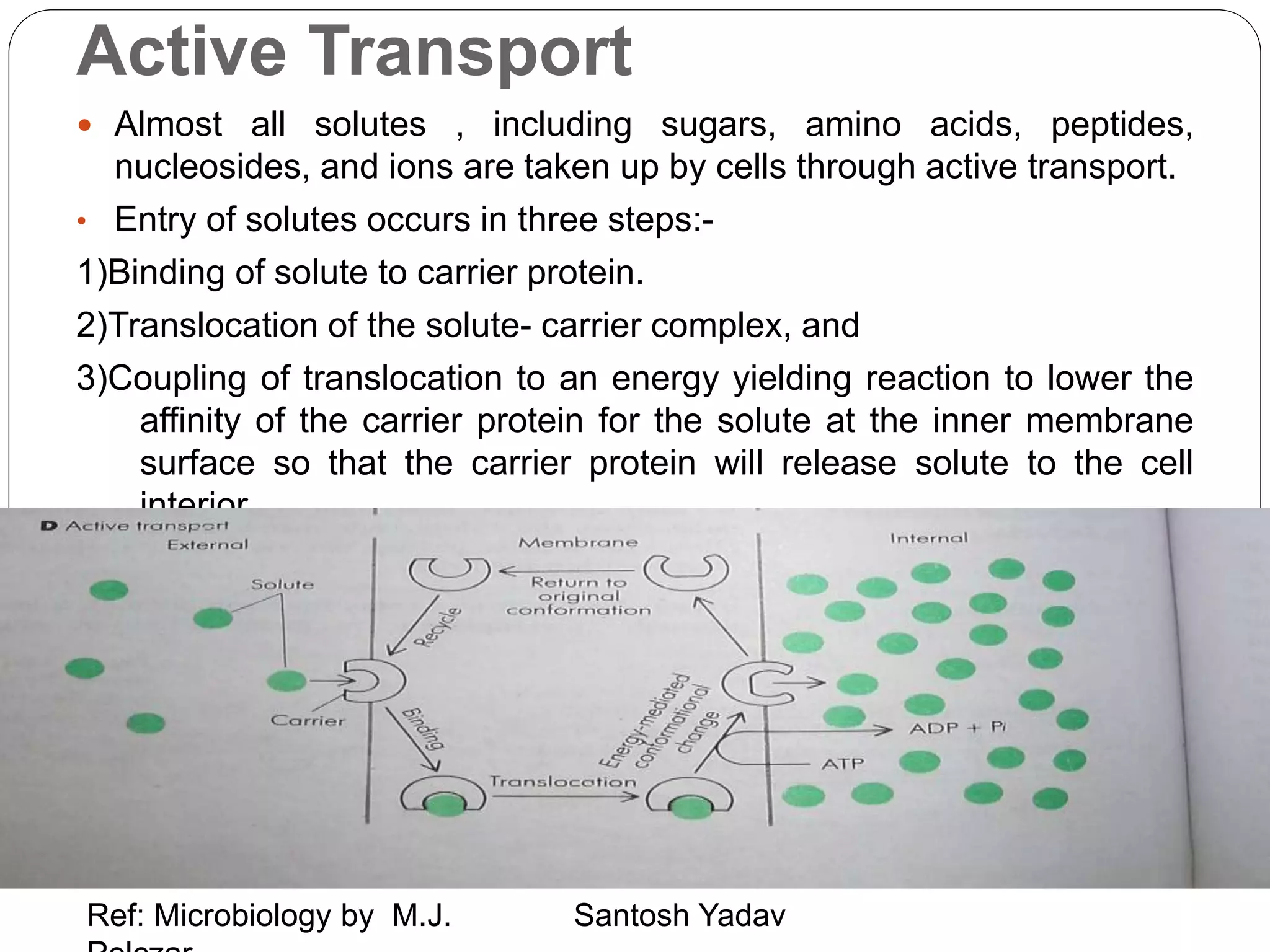 bacterialanatomyphysiologygrowthnutritionmetabolismtoxinandbacteriocin ...
