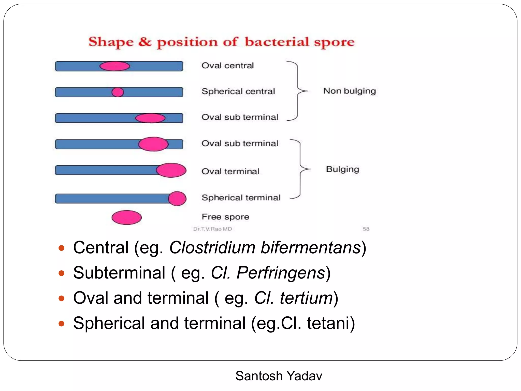 bacterialanatomyphysiologygrowthnutritionmetabolismtoxinandbacteriocin ...