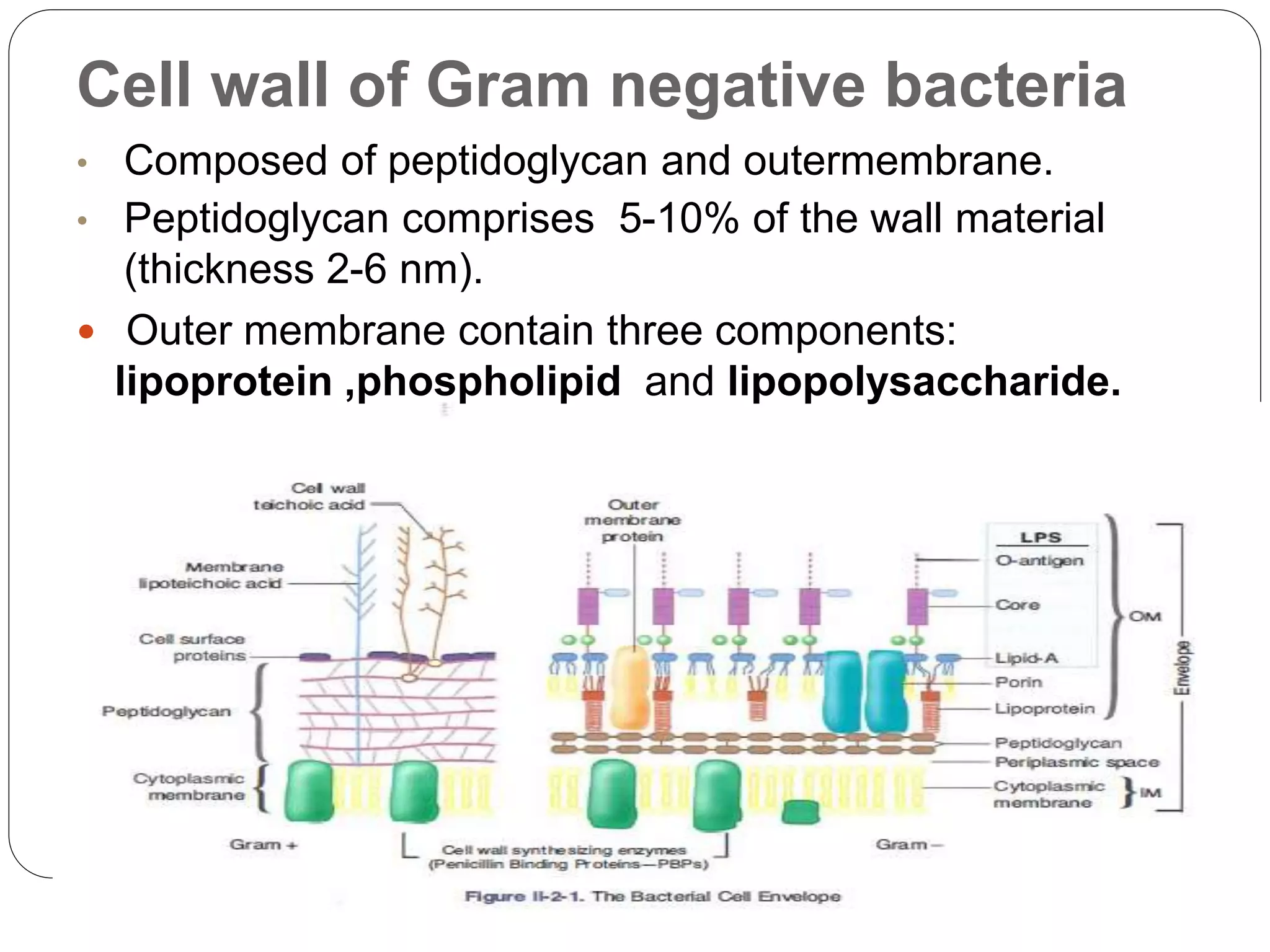 Bacterial anatomy, physiology, growth, nutrition, metabolism, toxin and ...