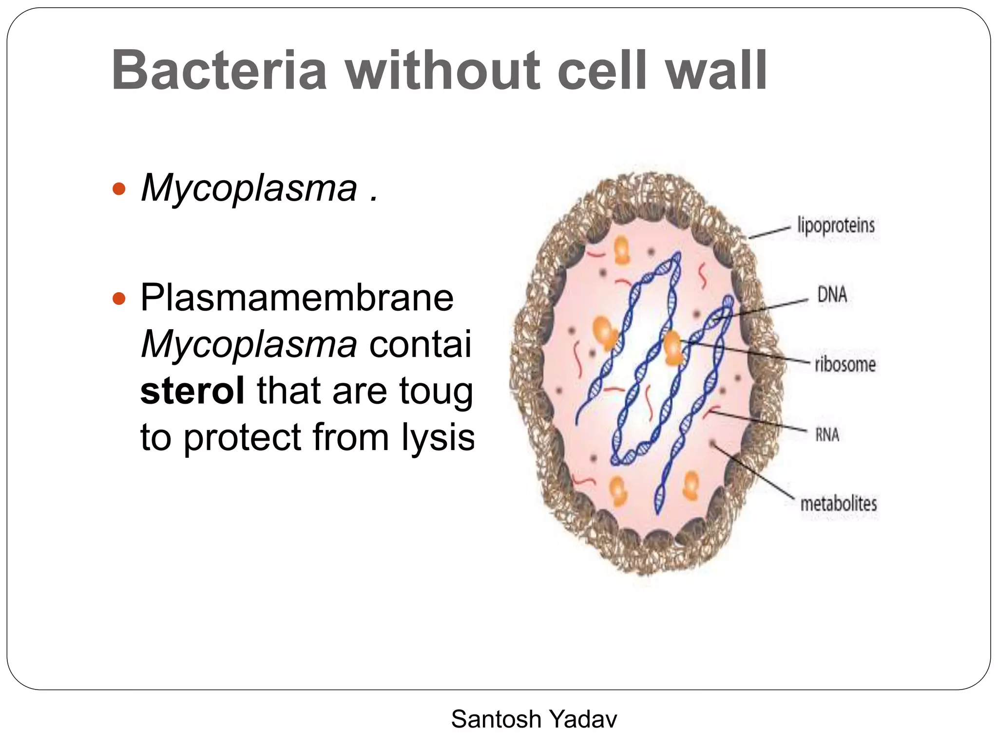 Bacterial anatomy, physiology, growth, nutrition, metabolism, toxin and ...