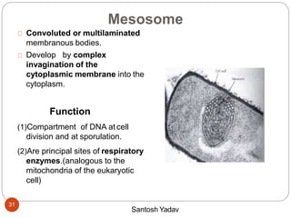 bacterialanatomyphysiologygrowthnutritionmetabolismtoxinandbacteriocin ...