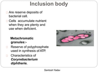 bacterialanatomyphysiologygrowthnutritionmetabolismtoxinandbacteriocin ...