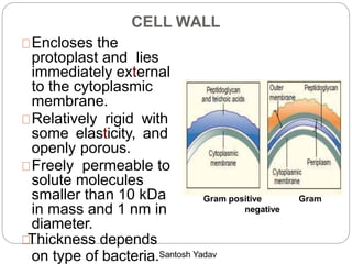 bacterialanatomyphysiologygrowthnutritionmetabolismtoxinandbacteriocin ...