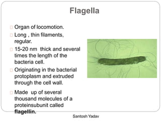 bacterialanatomyphysiologygrowthnutritionmetabolismtoxinandbacteriocin ...