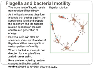 bacterialanatomyphysiologygrowthnutritionmetabolismtoxinandbacteriocin ...
