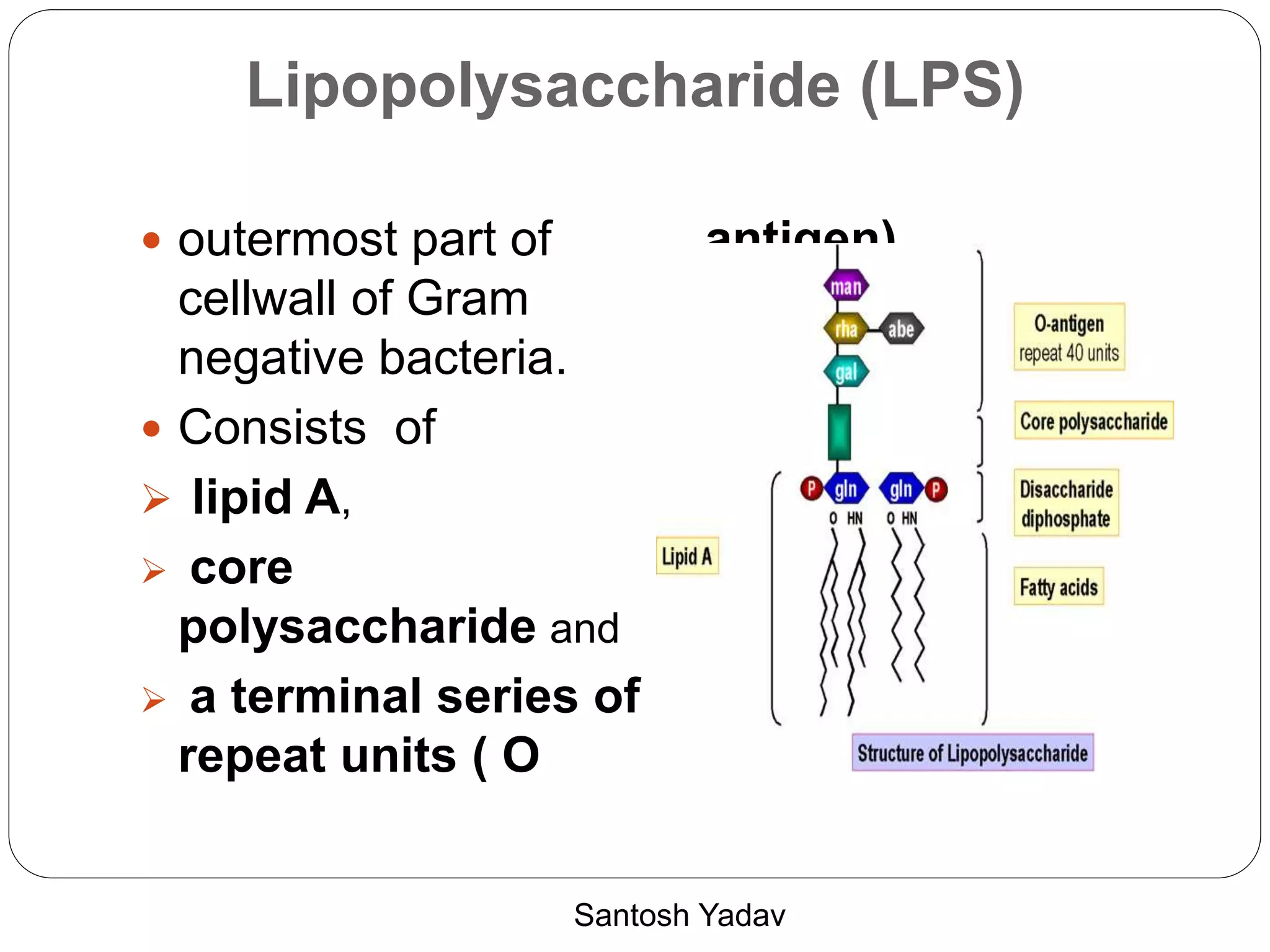 Bacterial anatomy | PPTX