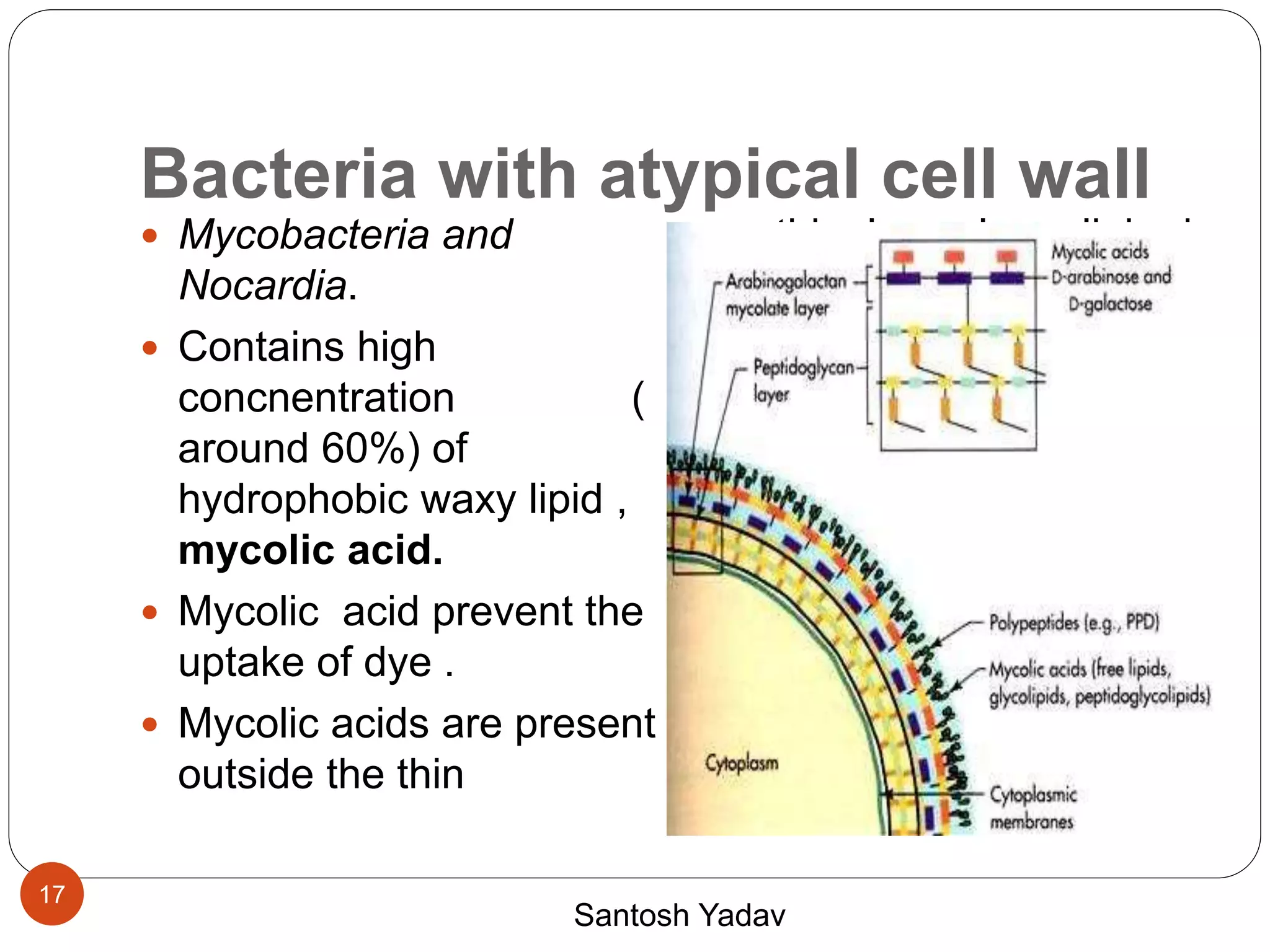 Bacterial anatomy | PPTX