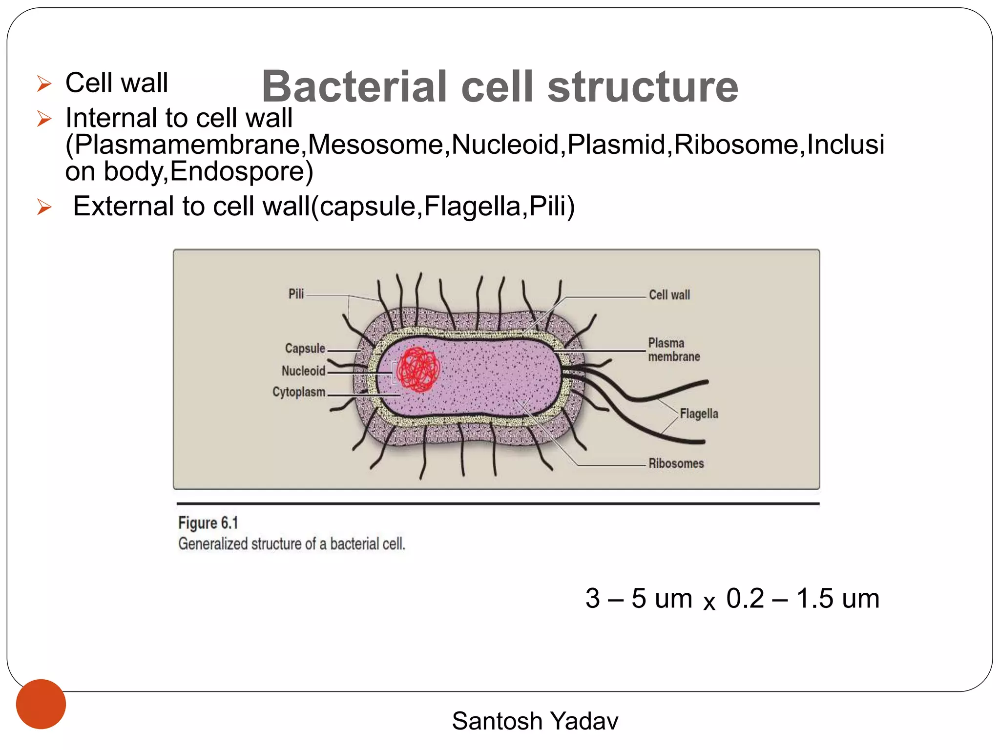 Bacterial anatomy | PPTX