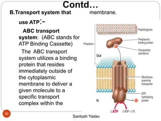 Bacterial anatomy | PPTX