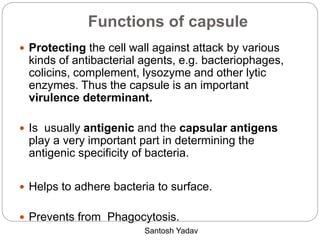 Bacterial anatomy | PPTX