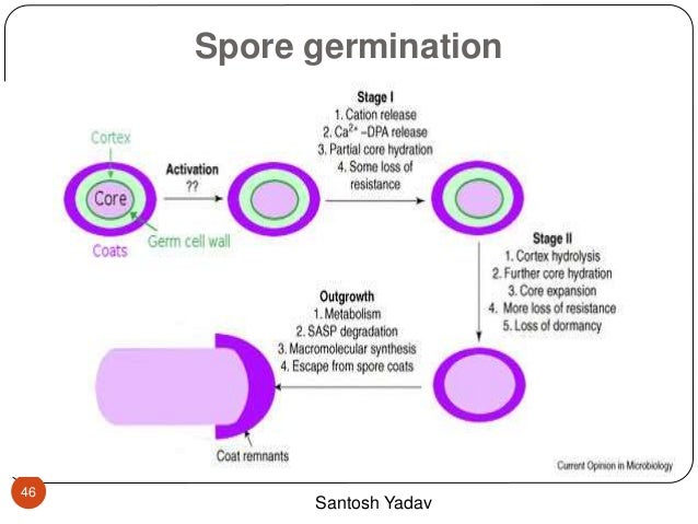 Bacterial anatomy