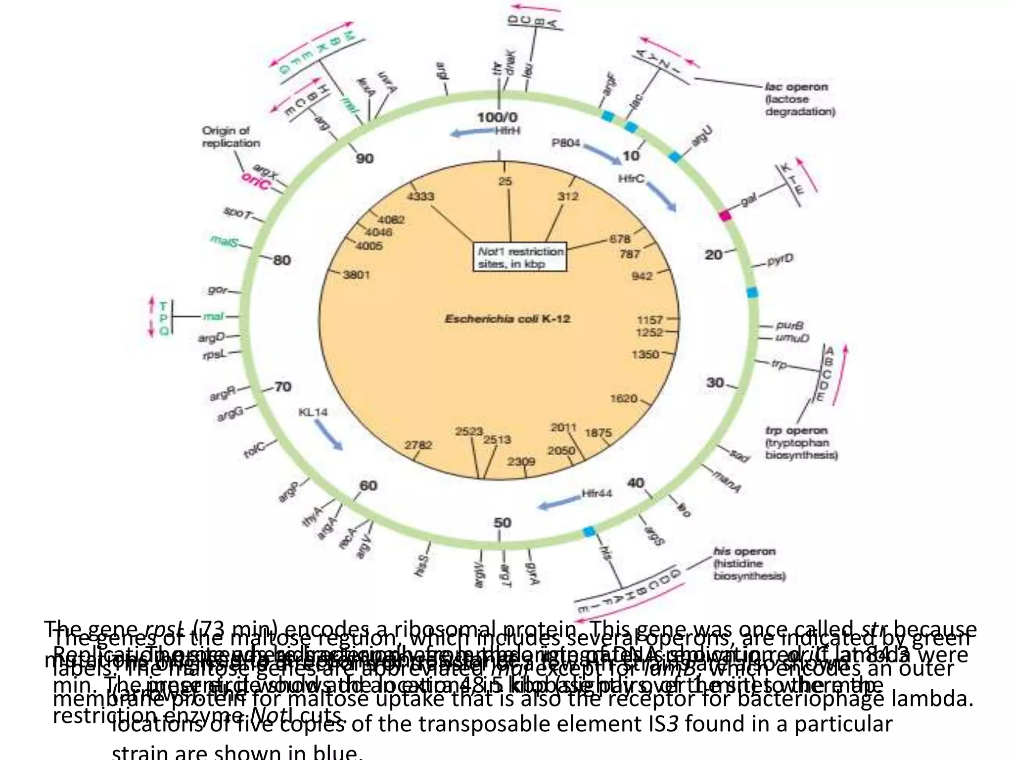 Bacterial and viral chromosomes | PPTX