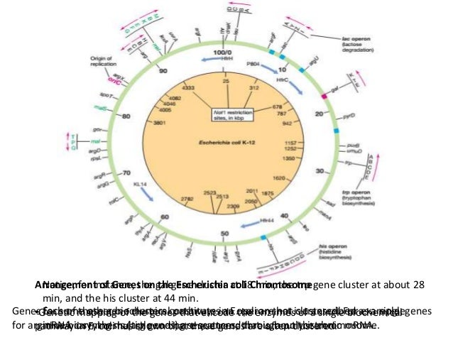 Bacterial and viral chromosomes