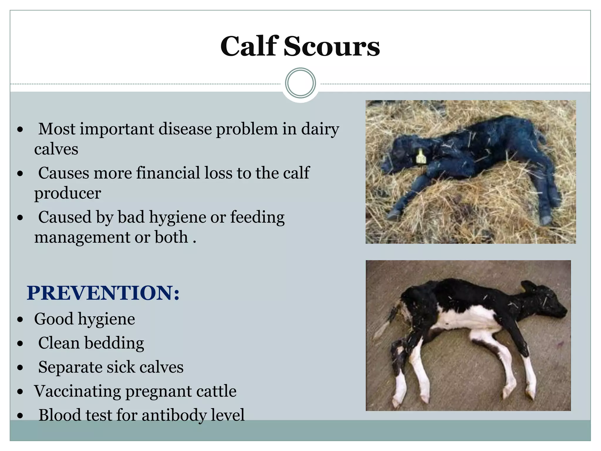 Bacterial and viral diseases converted | PDF