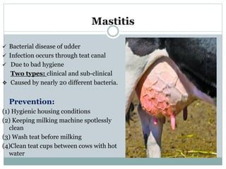 Bacterial and viral diseases converted | PDF