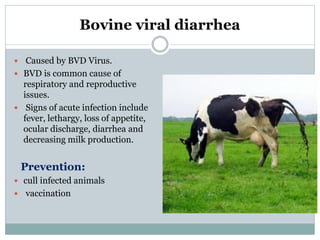 Bacterial and viral diseases converted | PDF