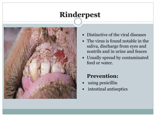 Bacterial and viral diseases converted | PDF