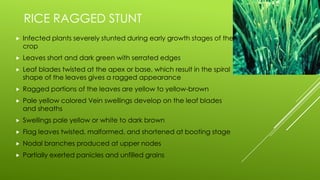 Bacterial and viral diseases of rice | PPTX