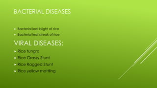 Bacterial and viral diseases of rice | PPTX