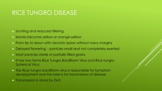 Bacterial and viral diseases of rice | PPTX