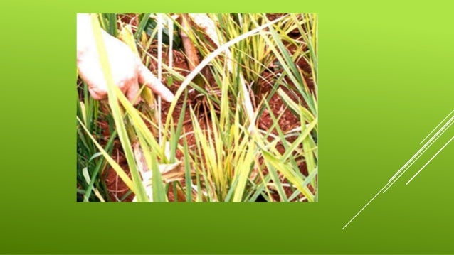 Bacterial and viral diseases of rice