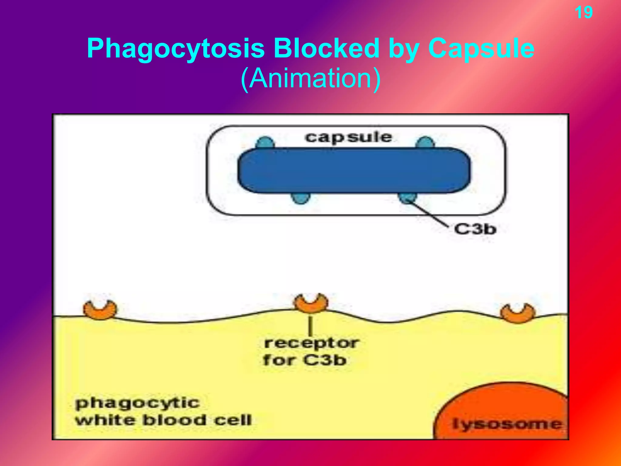 Bacterial animation and management | PPTX