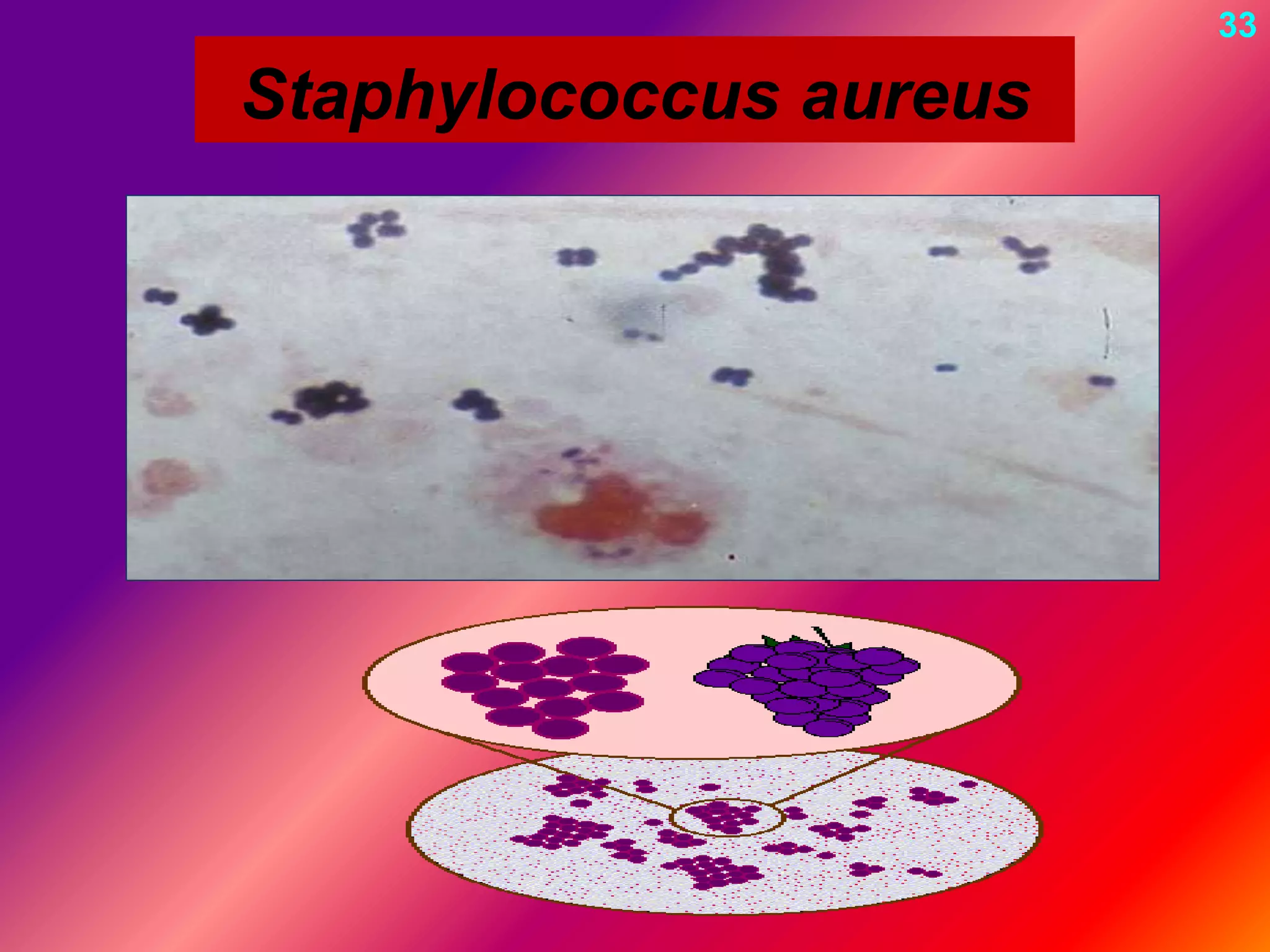 Bacterial animation and management | PPTX