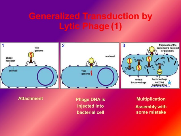 Bacterial animation and management | PPTX | Infectious Diseases ...