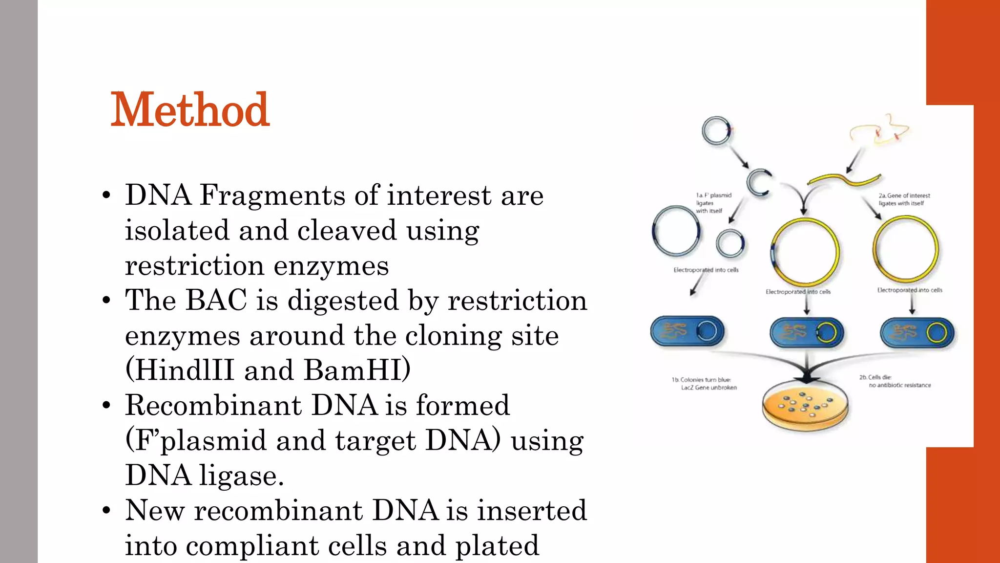 Bacterial Artificial Chromosmes.pptx