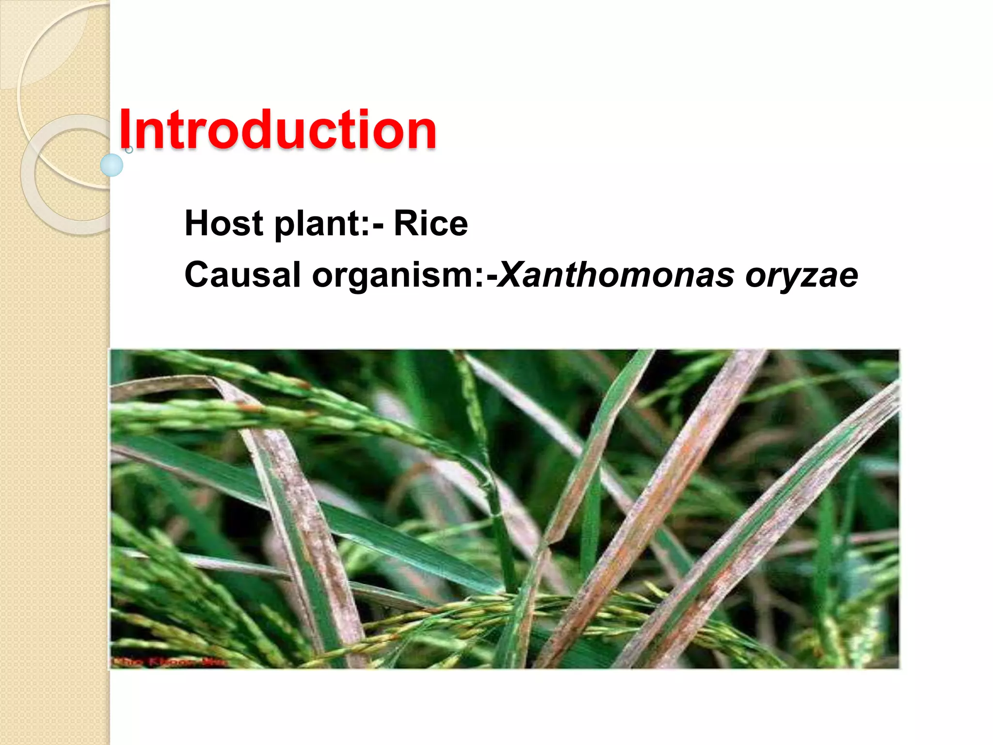 Bacterial blight of paddy | PPTX
