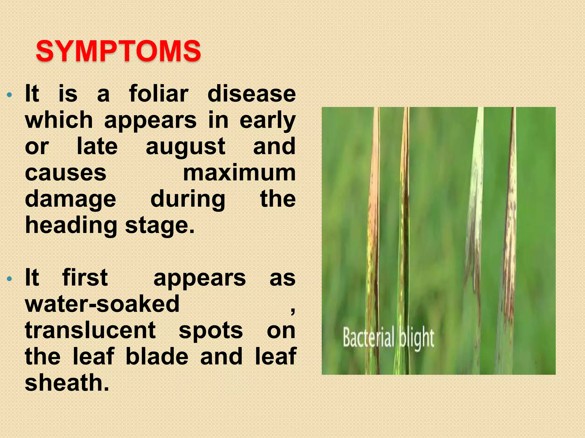 Bacterial blight of paddy | PPTX