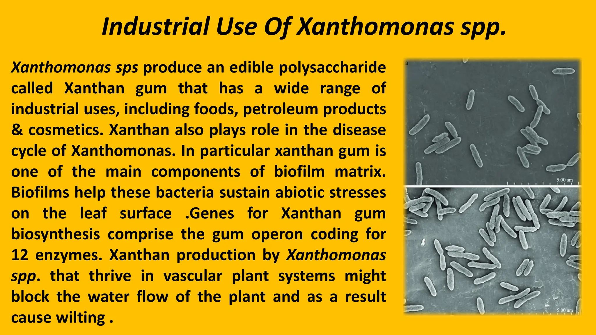 PLANT PATHOLOGY BACTERIAL BLIGHT OF PADDY | PDF