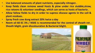 PLANT PATHOLOGY BACTERIAL BLIGHT OF PADDY | PDF