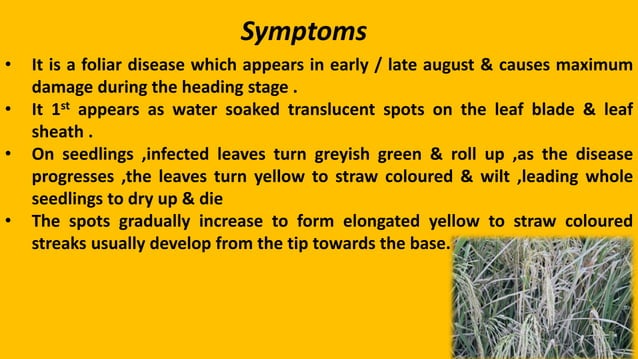 PLANT PATHOLOGY BACTERIAL BLIGHT OF PADDY | PDF | Infectious Diseases ...