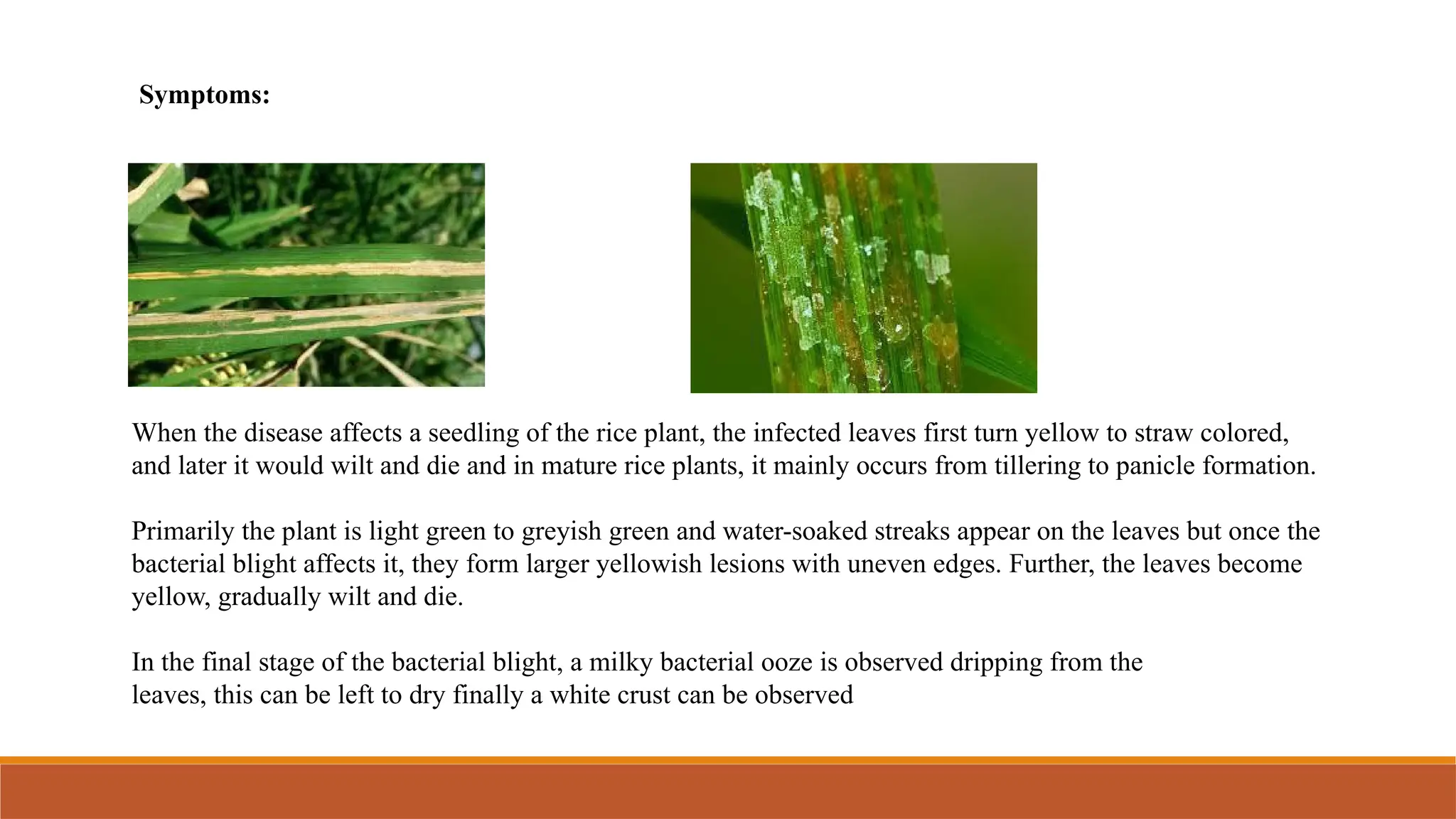 Bacterial blight of rice.PPTXRice bacterial blight is one of the deadly ...
