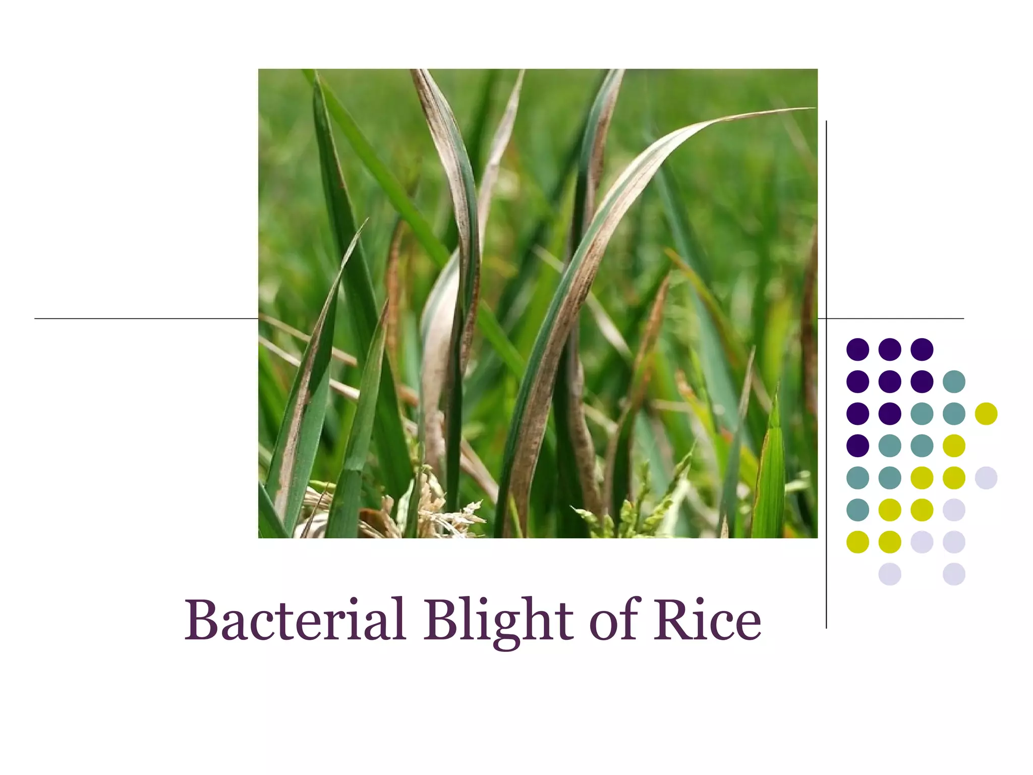 Bacterial blight of Rice | PPT