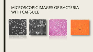 Bacterial capsule | PPTX