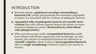 Bacterial capsule | PPTX