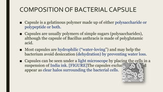 Bacterial capsule | PPT