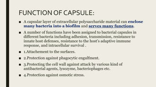 Bacterial capsule | PPT