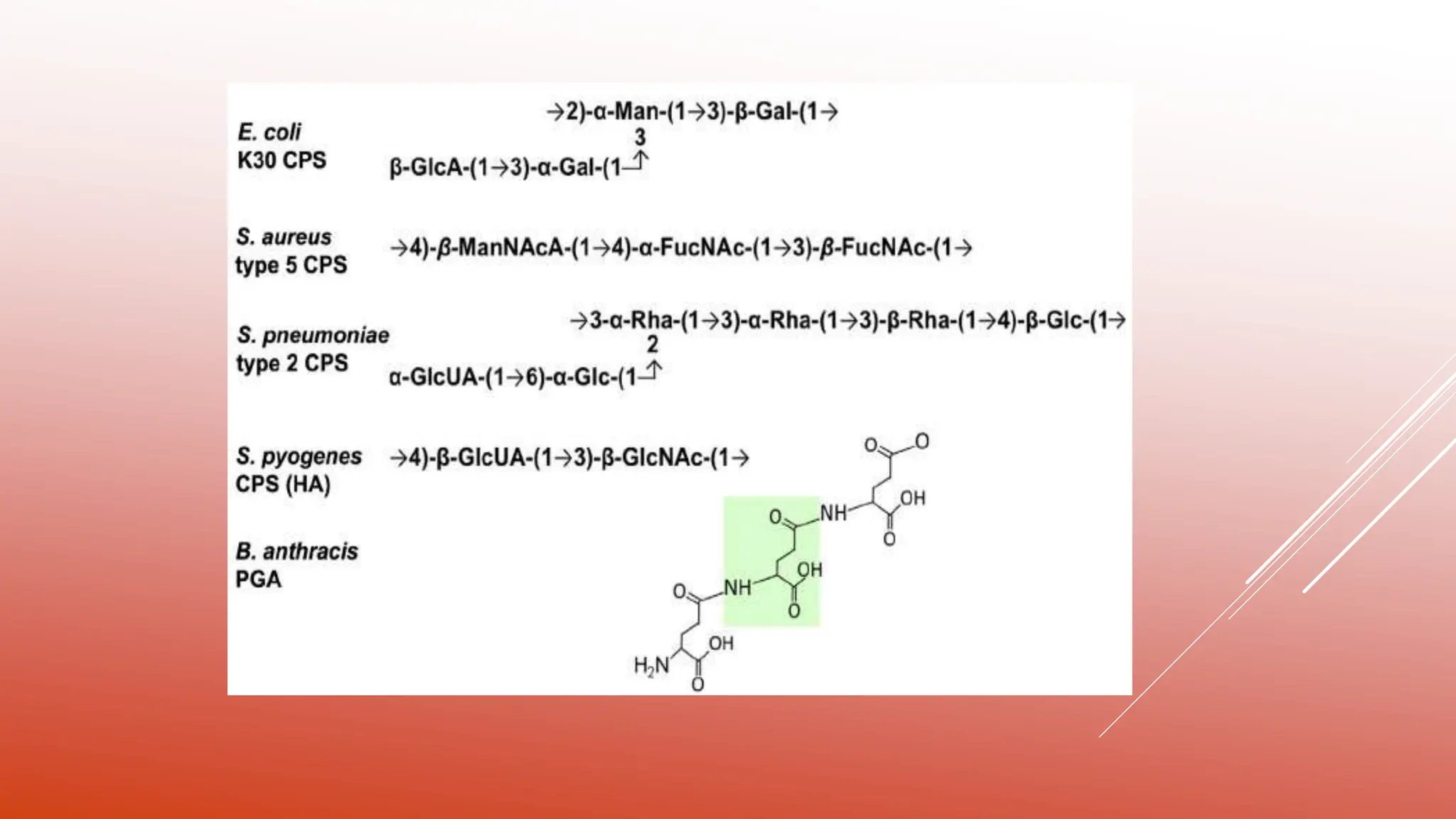 Bacterial Capsules: Introduction, Examples and Functions | PPTX