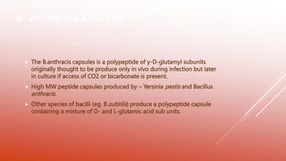 Bacterial Capsules: Introduction, Examples and Functions | PPTX