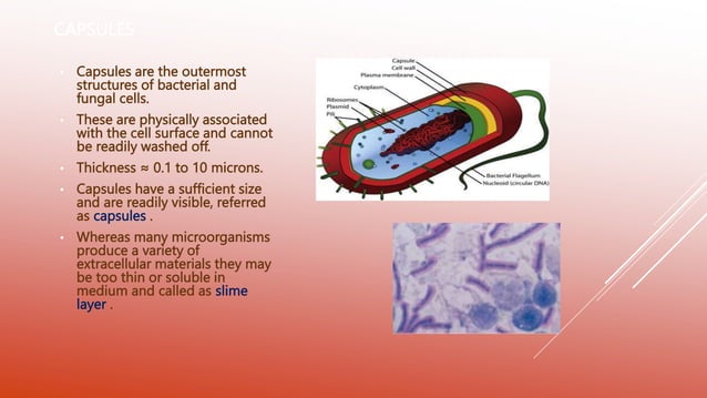 Bacterial Capsules: Introduction, Examples and Functions | PPTX ...